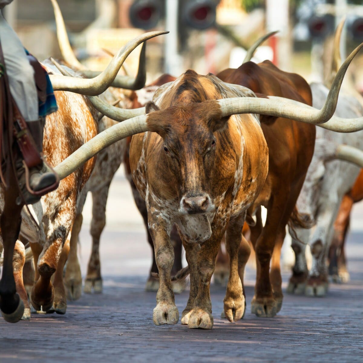 16 Best Things to Do in Texas in May (2024) - Happy To Be Texas