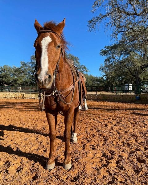 21 Best Places to Go Horseback Riding in Texas (2023) - Happy To Be Texas